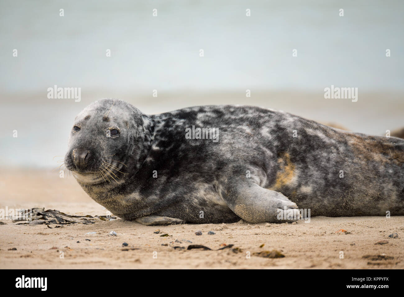 atlantic Grey Seal portrait Stock Photo - Alamy