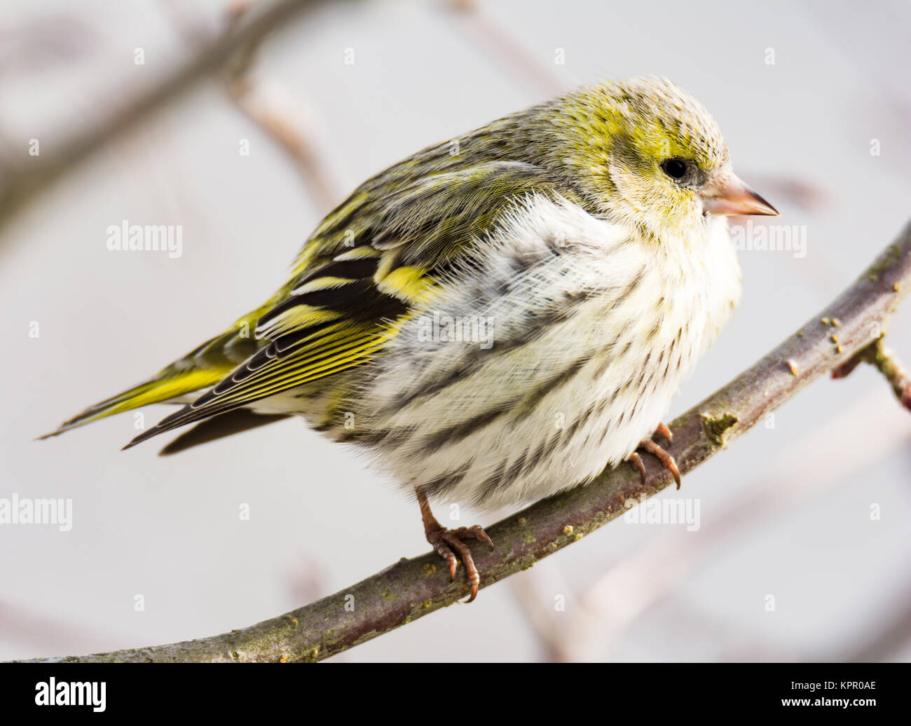 Female black-headed goldfinch Stock Photo - Alamy