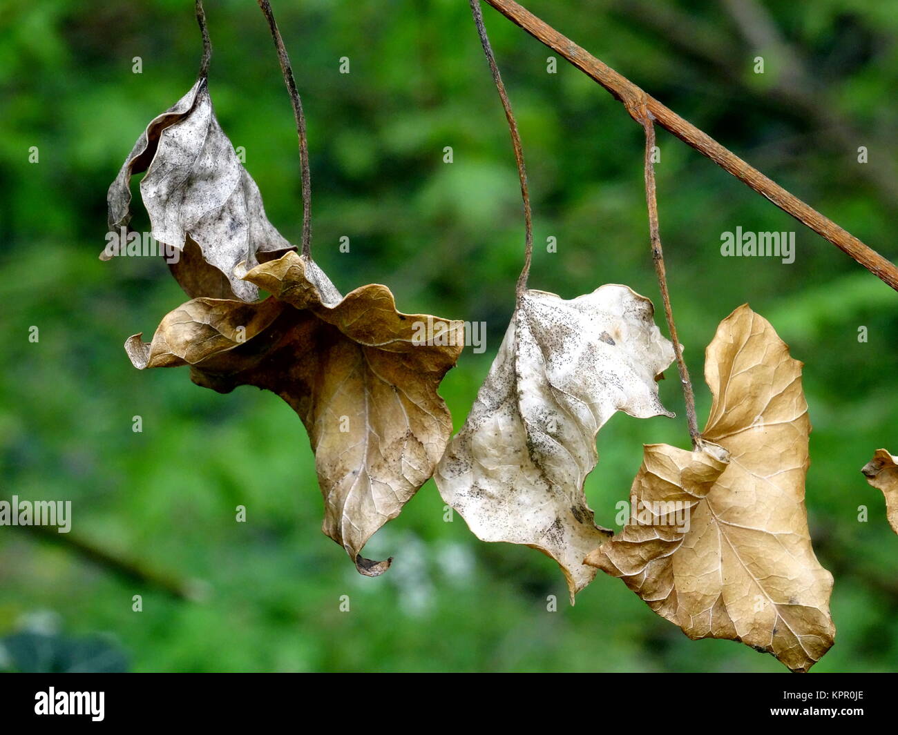 Withered brown leaves hanging hi-res stock photography and images - Alamy