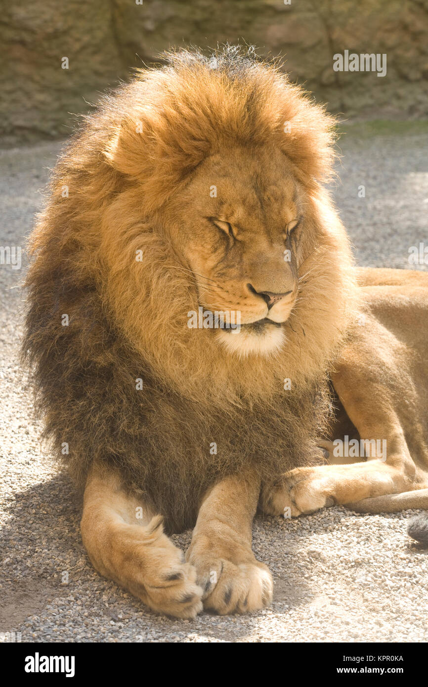 Europe, Germany, Wuppertal, the Zoo, male lion (Panthera leo). Europa ...