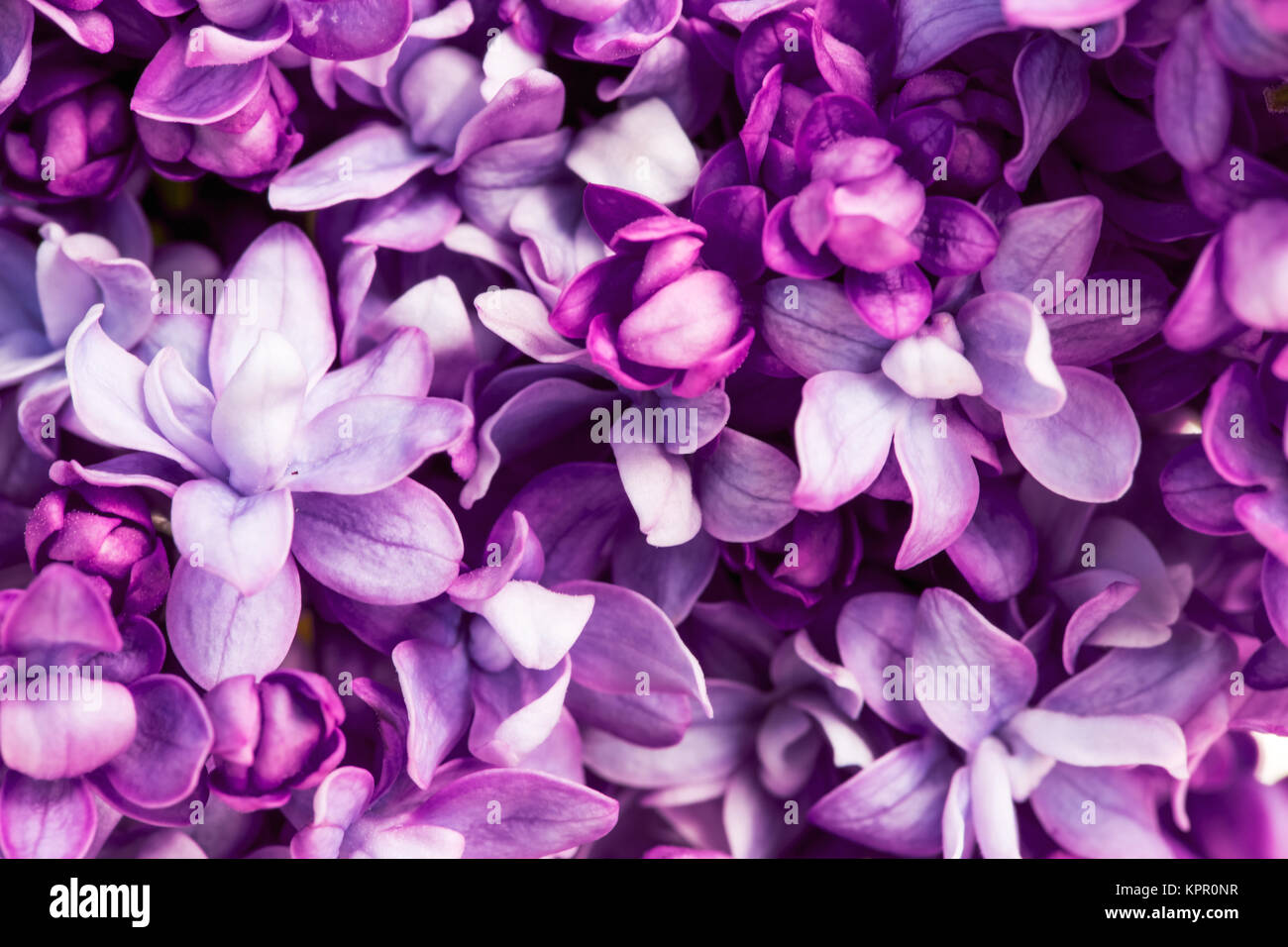Lilac flowers background Stock Photo - Alamy