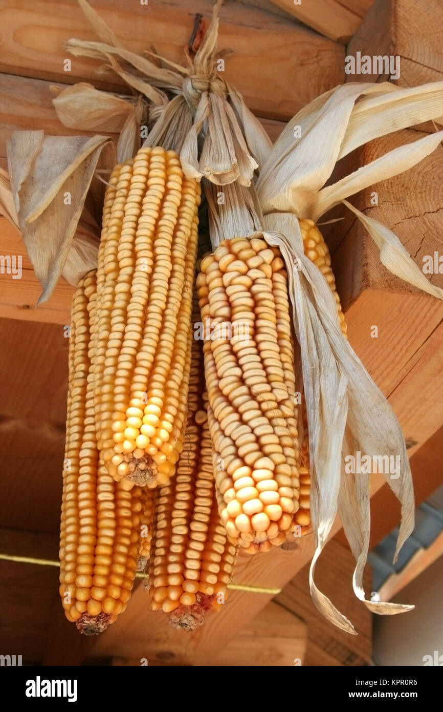 maize at market Stock Photo - Alamy