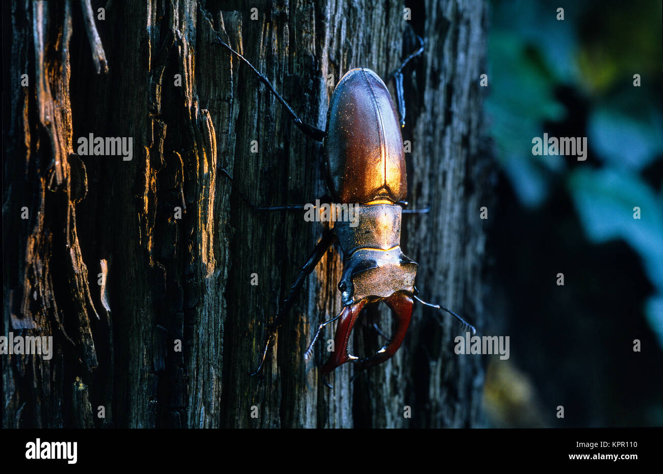 Stag beetle oak hi-res stock photography and images - Alamy