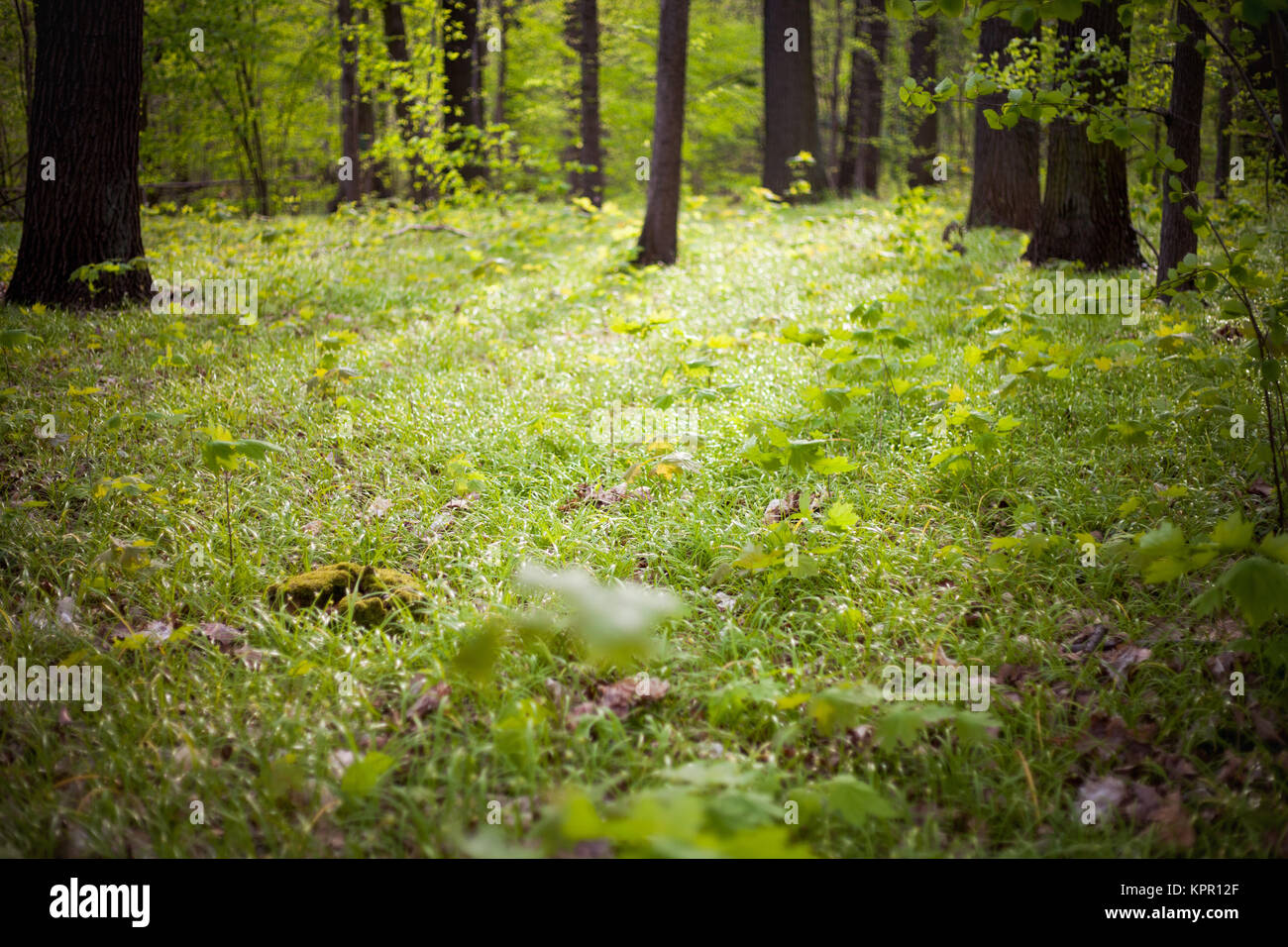 Fresh green forest in spring Stock Photo - Alamy