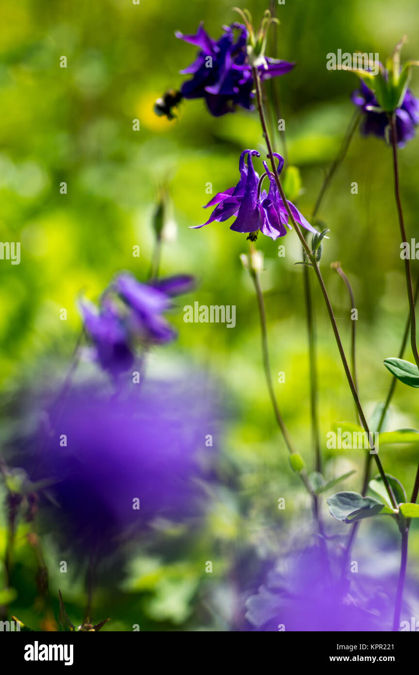 blue violet summer flower in the garden Stock Photo - Alamy