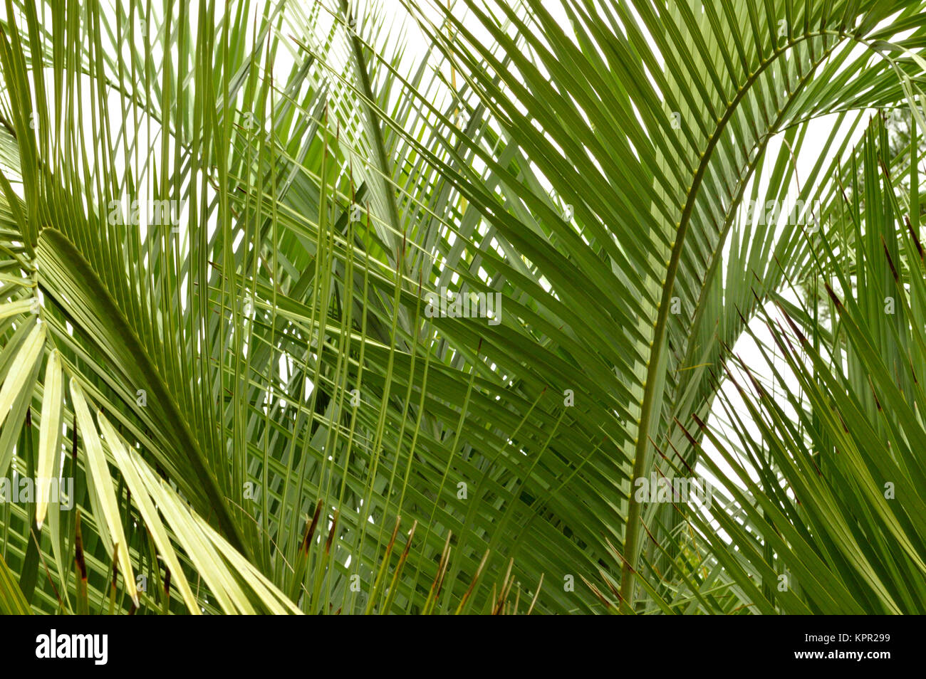 Palm tree fronds closeup Stock Photo - Alamy