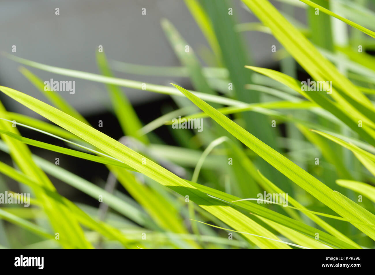 Neon green grass blowing in wind background Stock Photo - Alamy