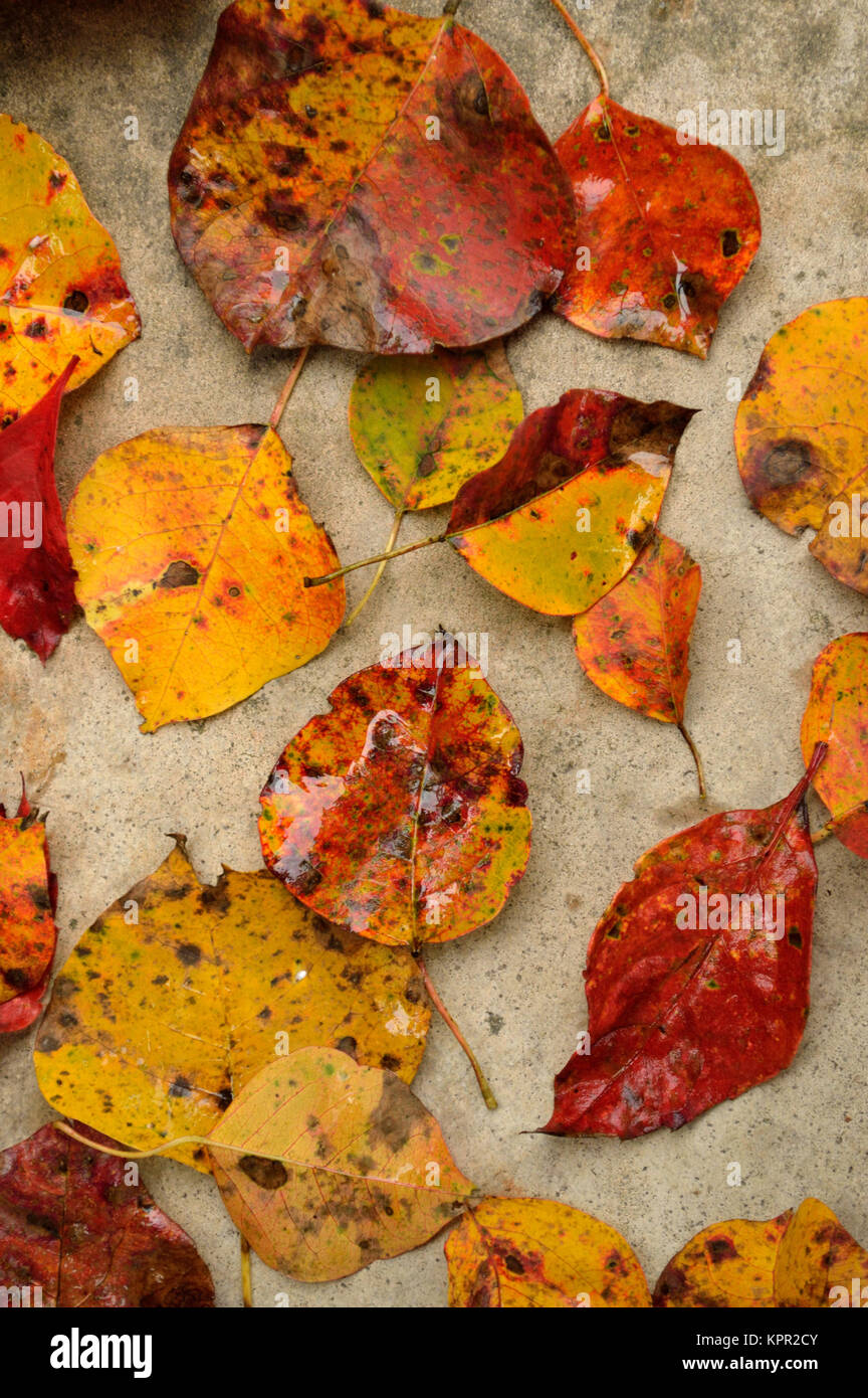 Fall leaves scattered on concrete Stock Photo - Alamy