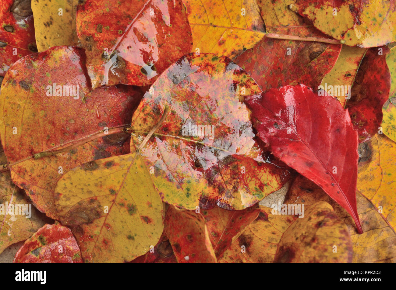 Wet Autumn leaves background Stock Photo - Alamy