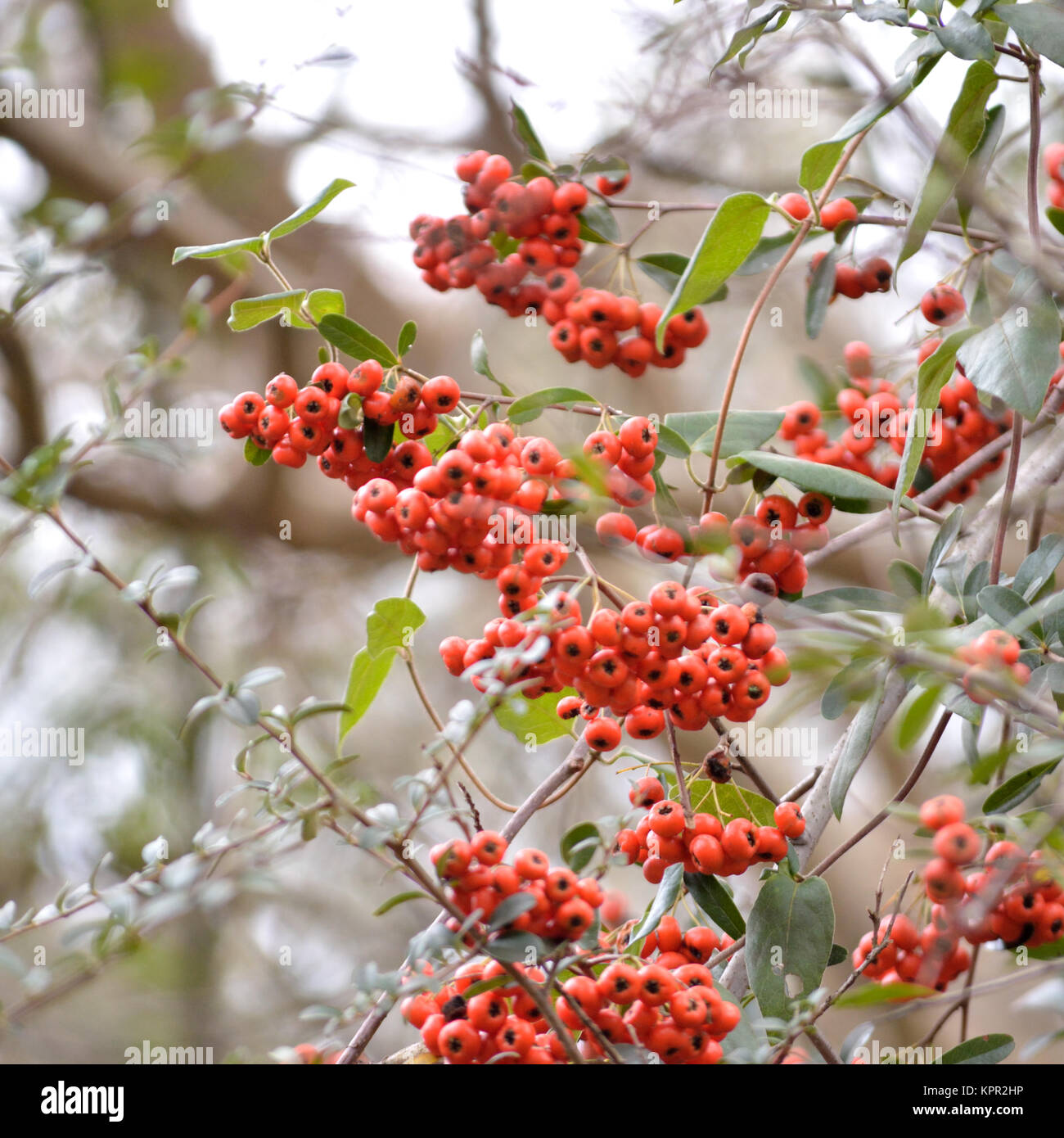 Firethorn (pyracantha) bush berries Stock Photo - Alamy