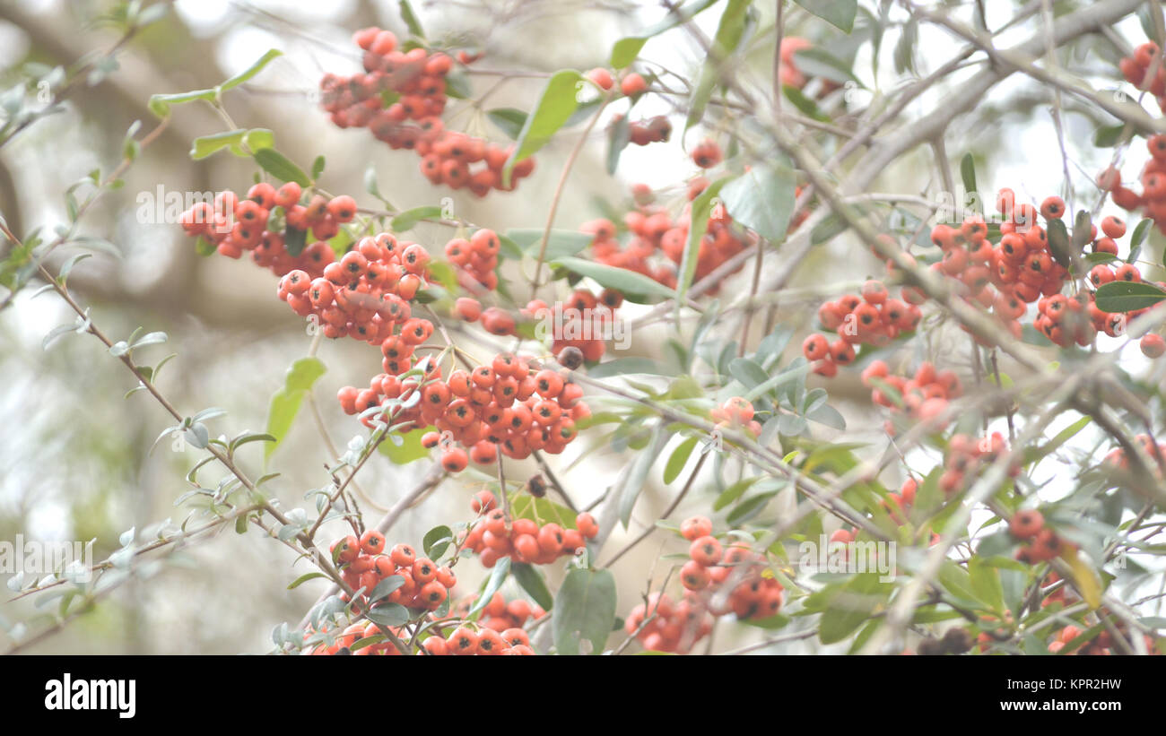 Firethorn (pyracantha) bush berries Stock Photo - Alamy