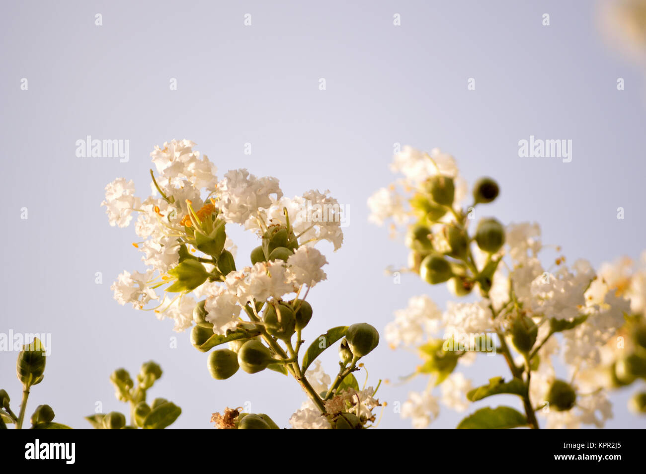 White crepe myrtle bloom closeup Stock Photo - Alamy