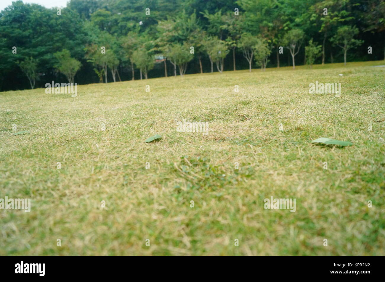 Green lawn and plant landscape Stock Photo - Alamy