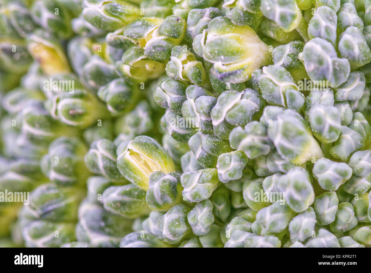 Shooting of flowers of cabbage of broccoli Stock Photo - Alamy