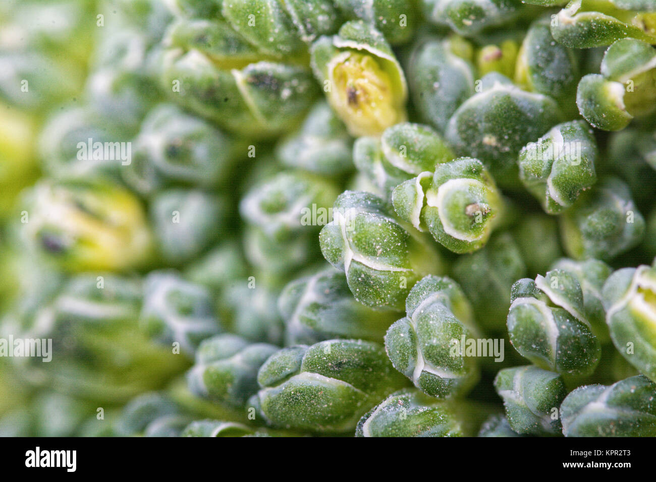 Shooting of flowers of cabbage of broccoli Stock Photo - Alamy