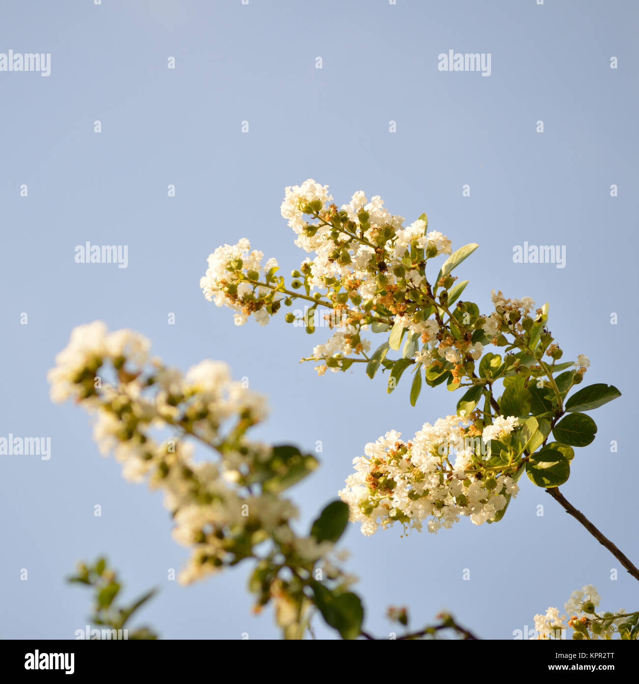 Myrtle tree branches hi-res stock photography and images - Alamy