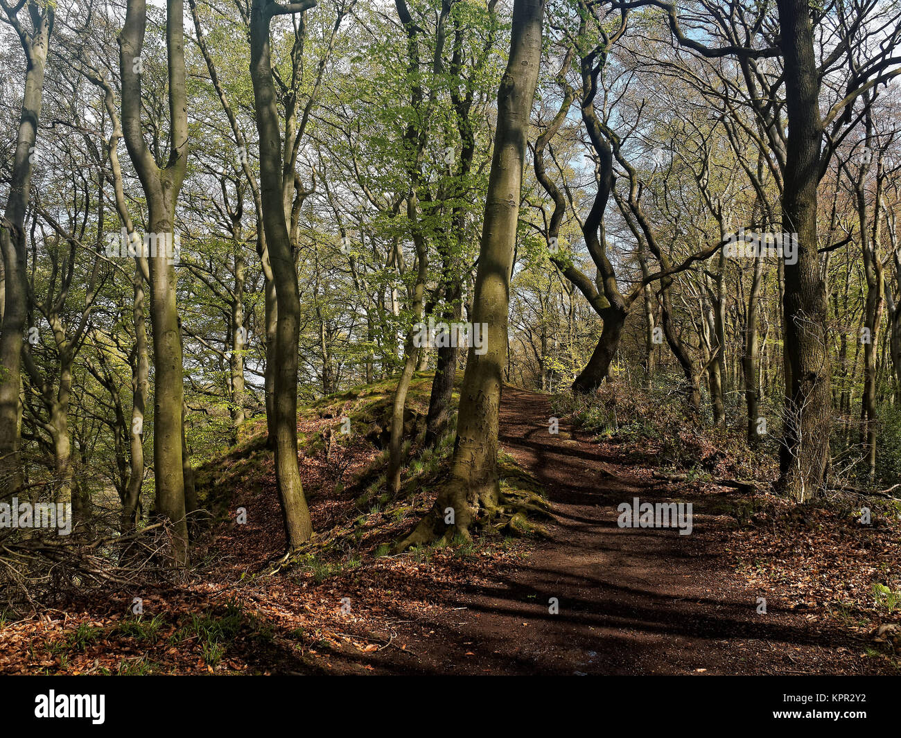 A small hiking trail through the forest landscape Stock Photo - Alamy