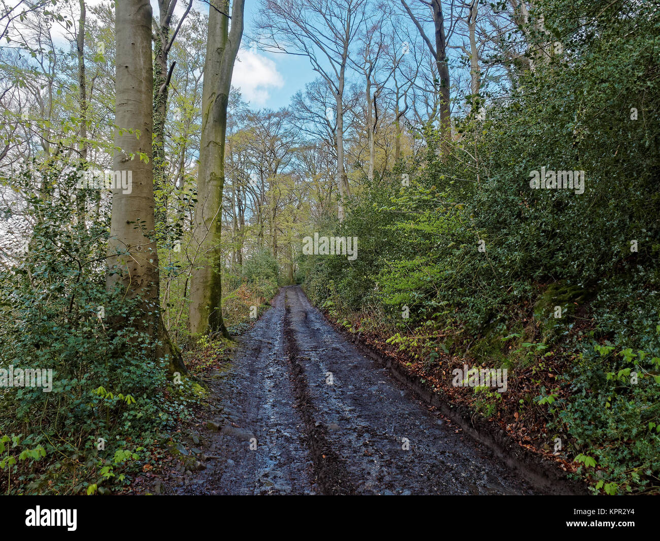 Dirt road through the woods Stock Photo - Alamy