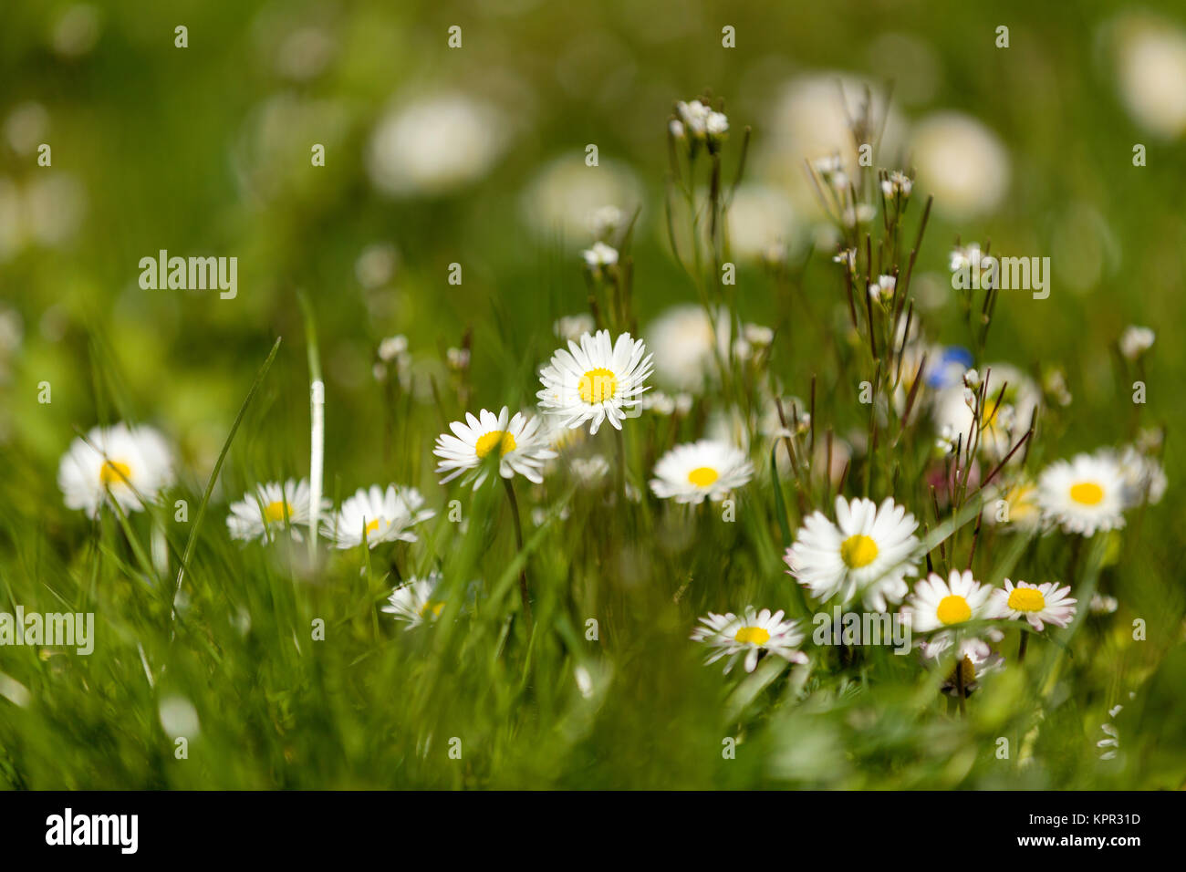 Beautiful tiny flower during hi-res stock photography and images - Alamy