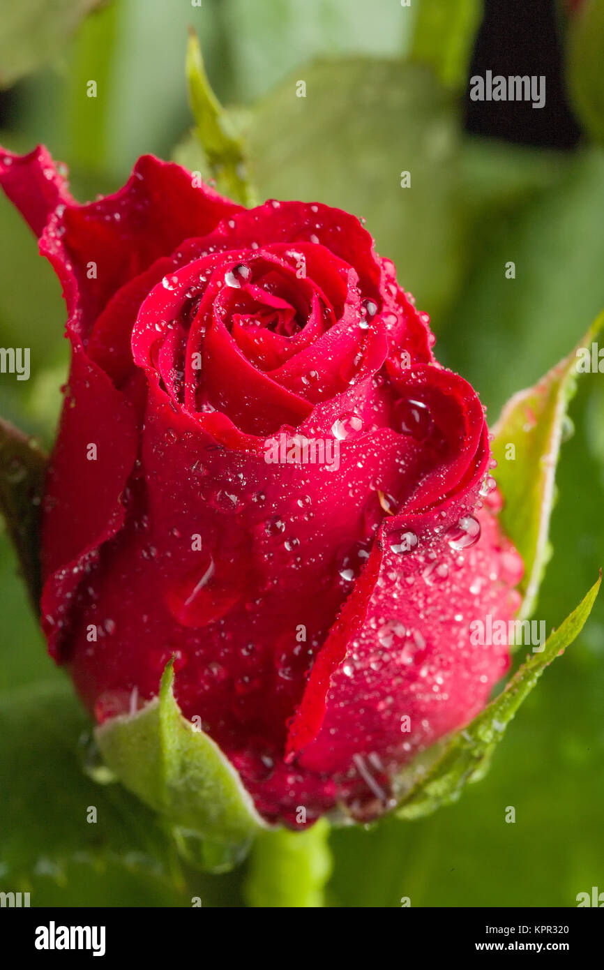 fresh red rose Stock Photo - Alamy