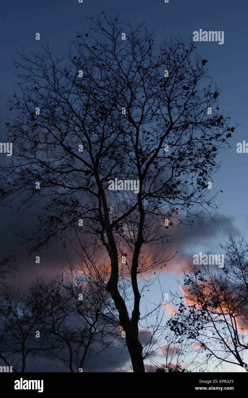 Backlighting of a tree Stock Photo - Alamy