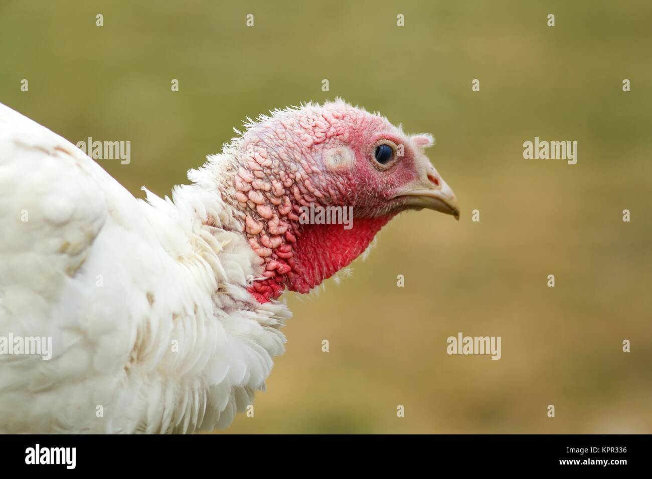 young turkey in free range Stock Photo - Alamy