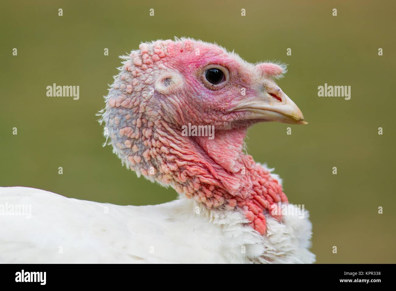 young turkey in free range Stock Photo - Alamy