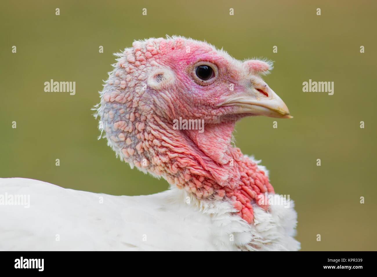 young turkey in free range Stock Photo - Alamy