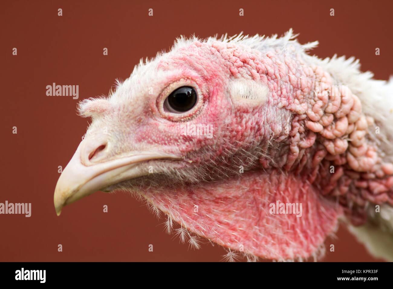 young turkey in free range Stock Photo - Alamy