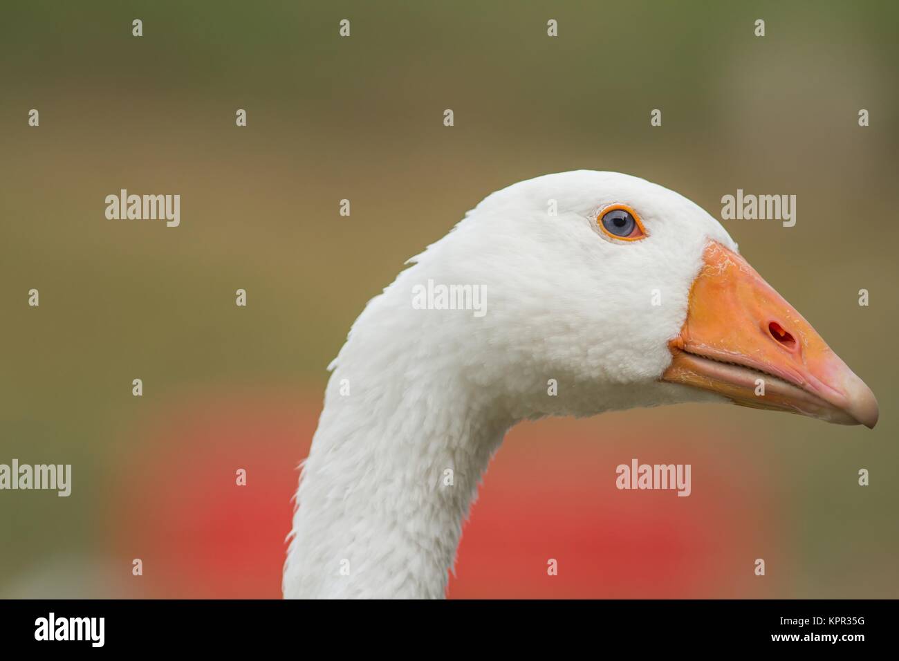 young house goose Stock Photo - Alamy