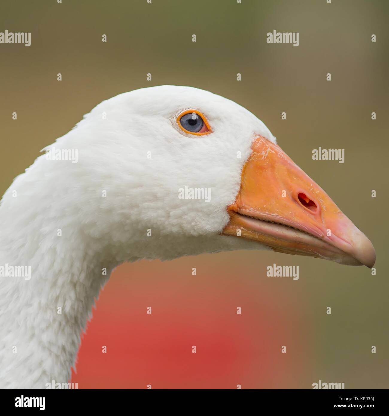 young house goose Stock Photo - Alamy