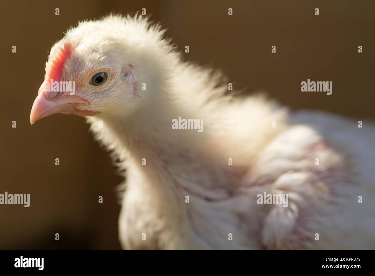 Young fattening chicken in freewheeling Stock Photo - Alamy