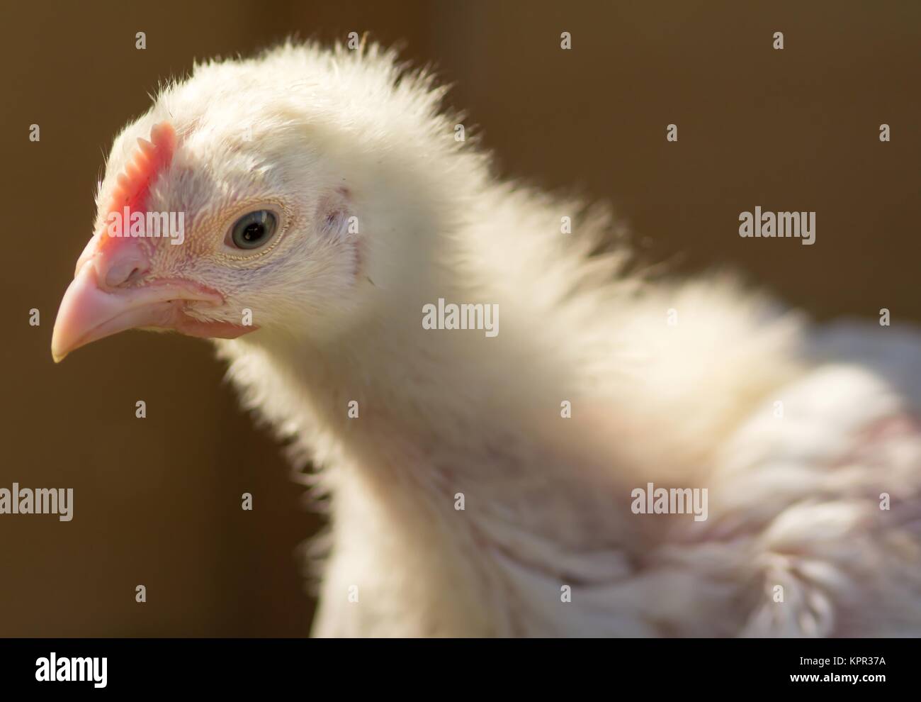 Young fattening chicken in freewheeling Stock Photo - Alamy