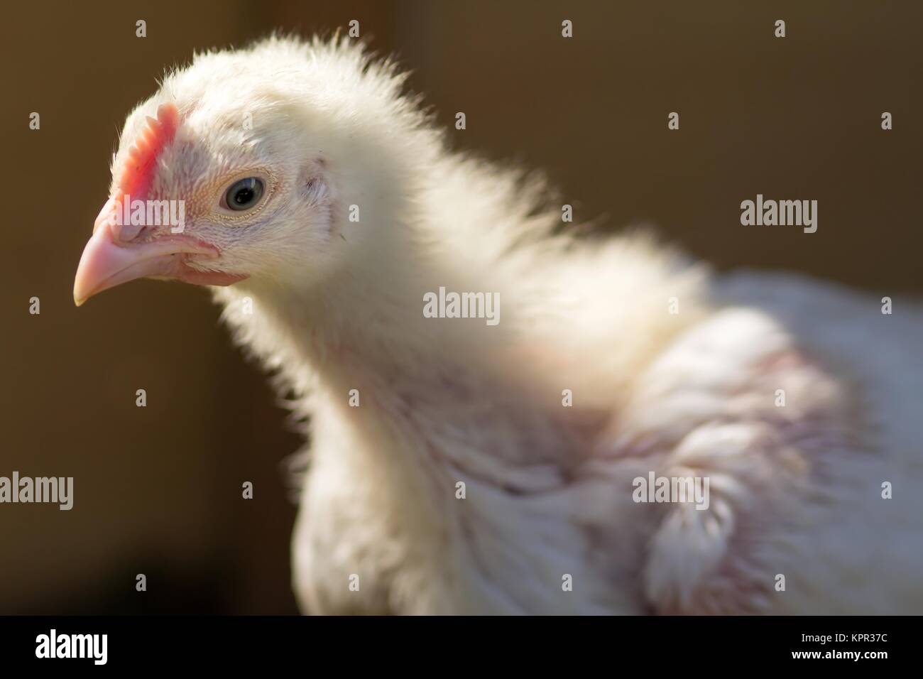 Fattening chickens hi-res stock photography and images - Alamy