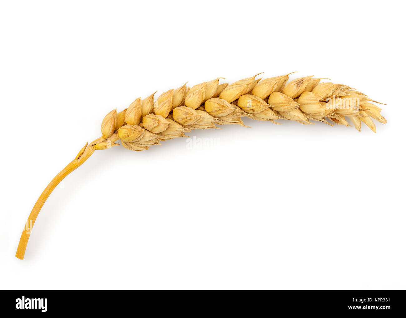 Dried Wheat Ear Stock Photo - Alamy