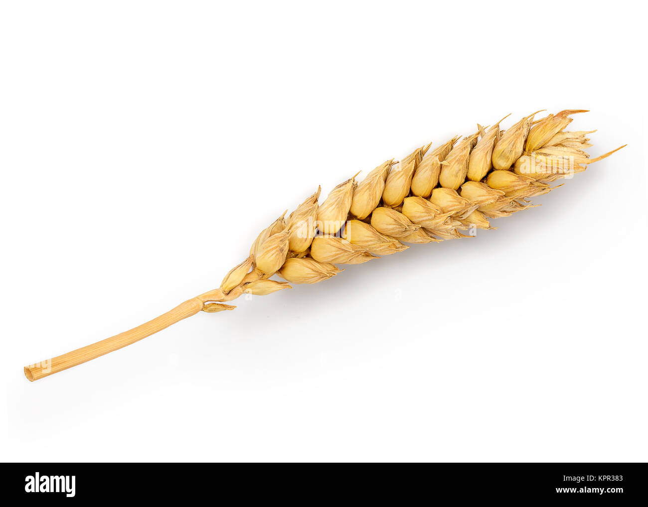 Ear wheat in field Cut Out Stock Images & Pictures - Alamy