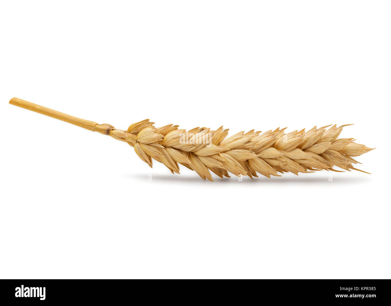 Wheat field in golden Cut Out Stock Images & Pictures - Alamy