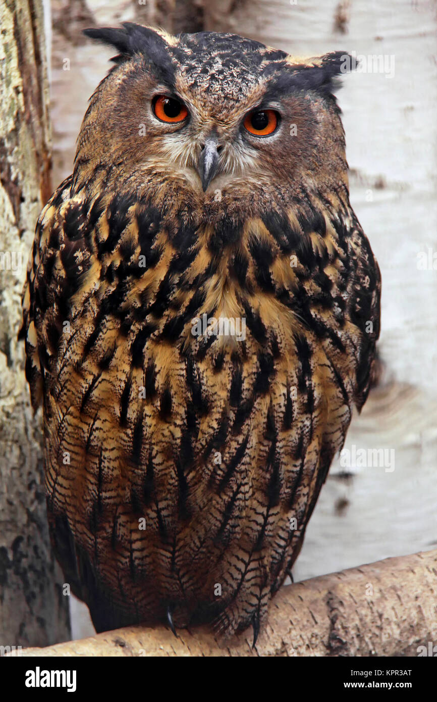 european eagle owl bubo bubo Stock Photo - Alamy