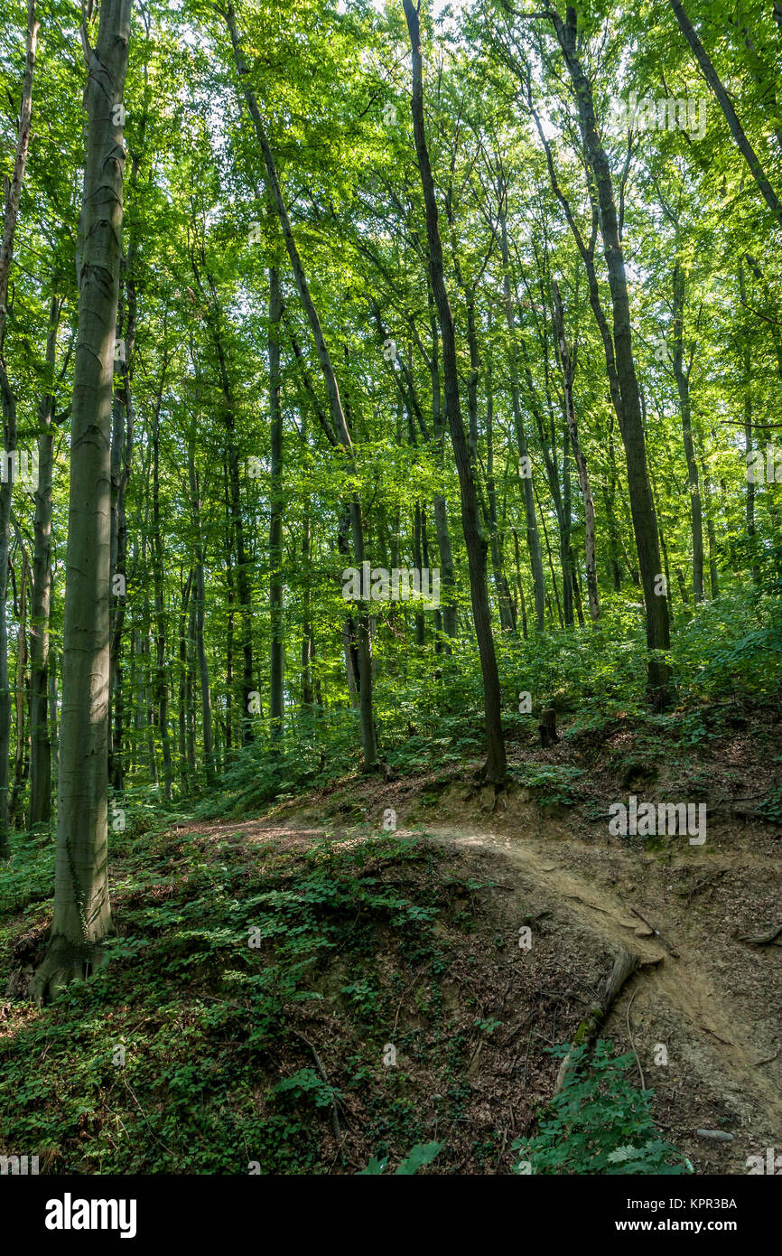 Beech Forest in spring Stock Photo - Alamy