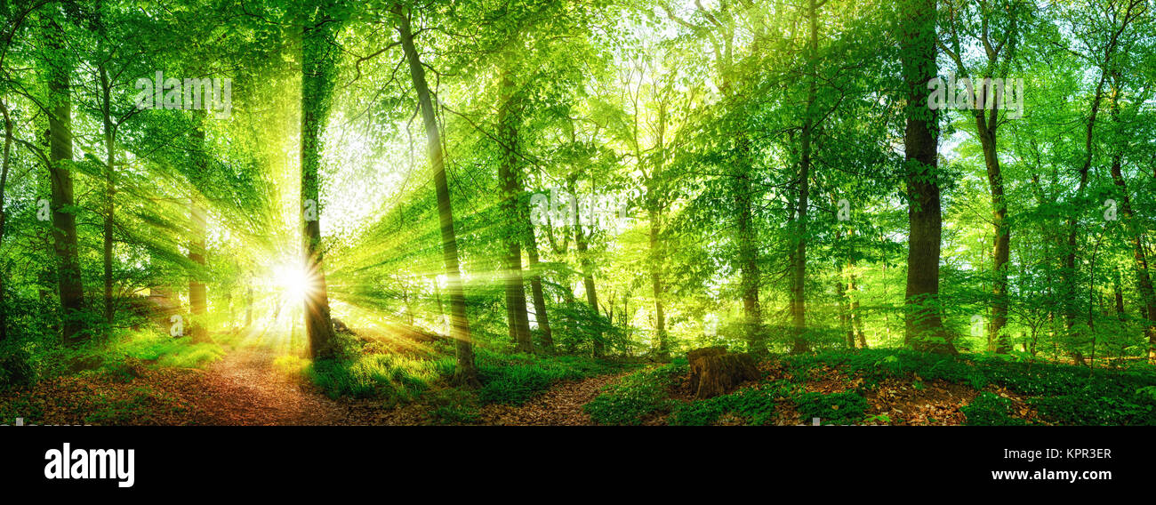 Beech forest panorama and the sun, with bright rays of light ...