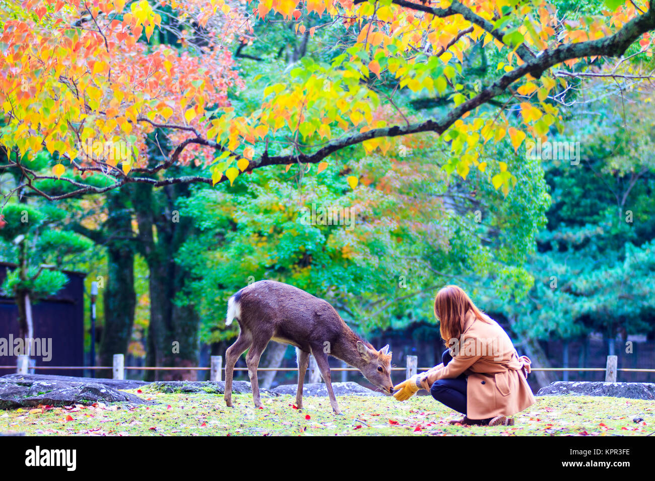 Fall season of Nara with nice maple color Stock Photo - Alamy