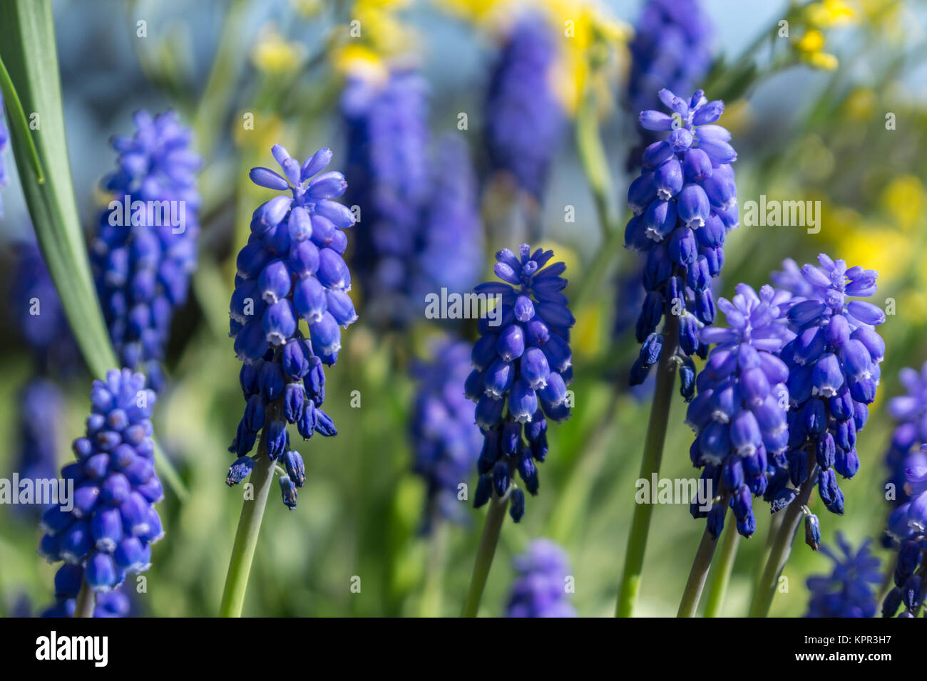 First spring flowers in April Stock Photo - Alamy