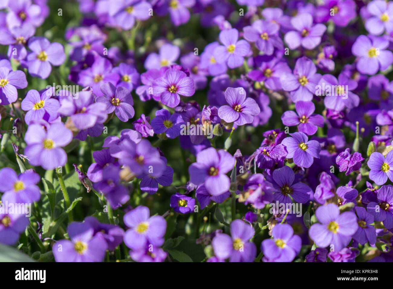 First spring flowers in April Stock Photo - Alamy