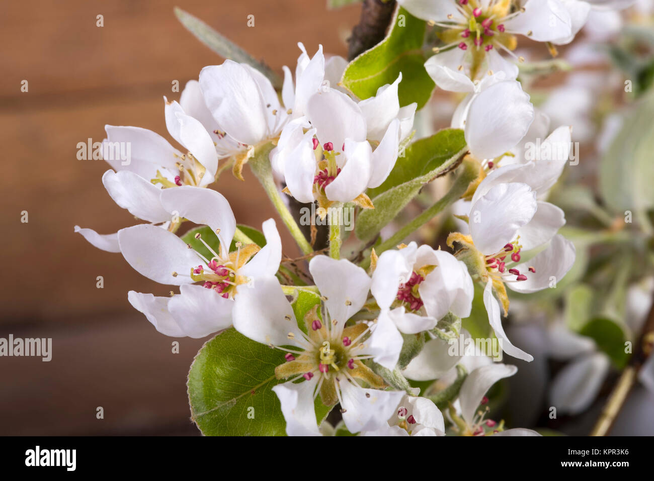 photo of white blooming flowers on the fruit tree Stock Photo - Alamy