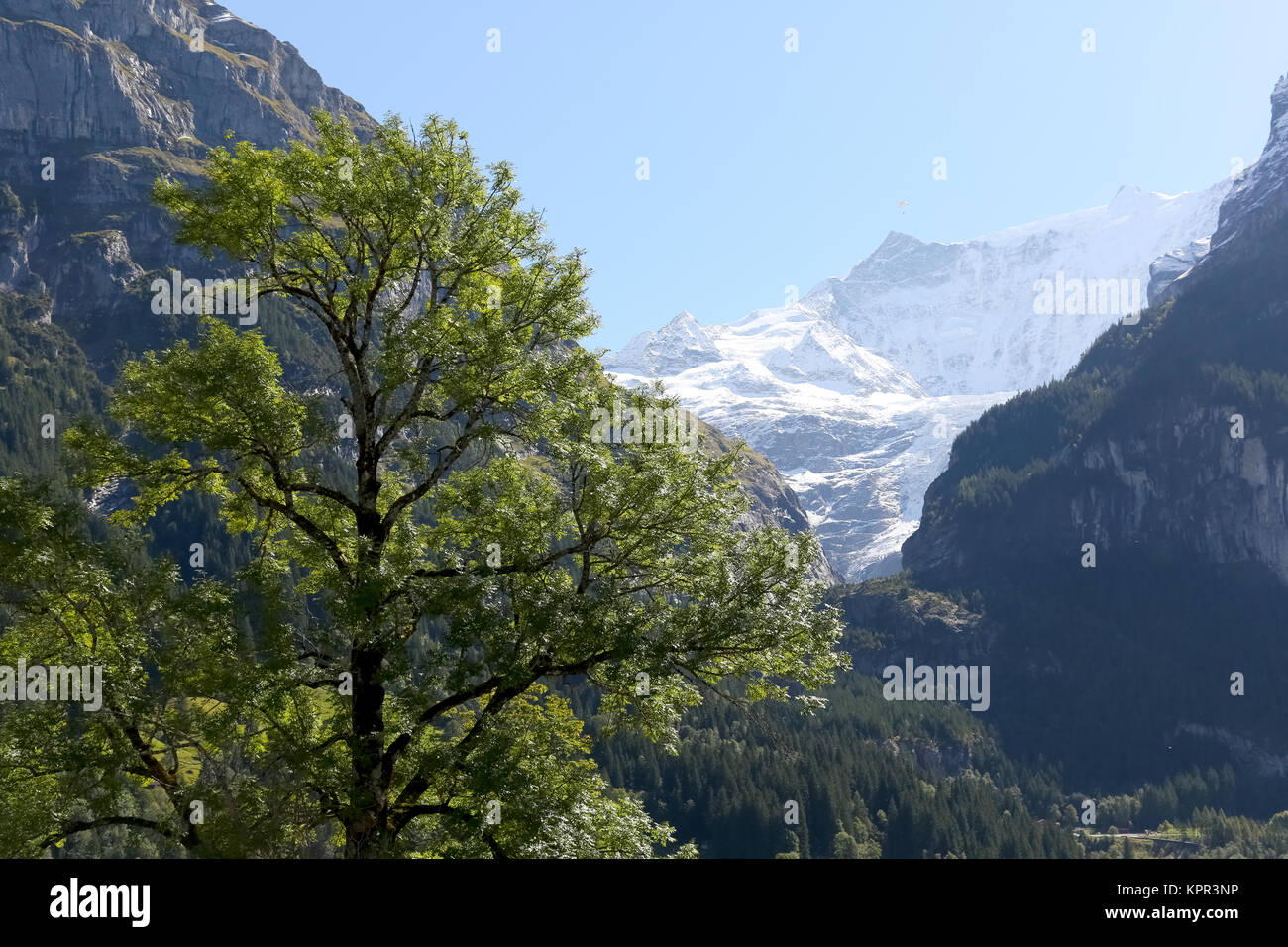 The deciduous tree and rocky mountains shows the alpine landscape as ...