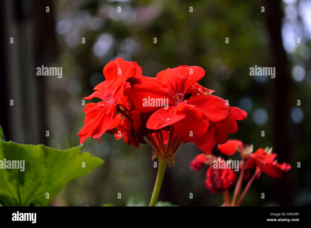 Bright red geranium Stock Photo - Alamy