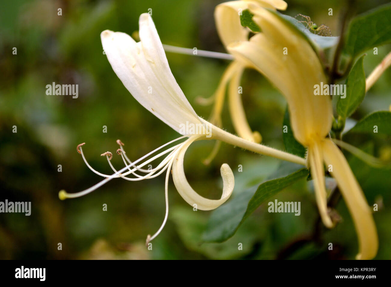 Lonicera japonica, or Japanese honeysuckle blooms, known for the sweet ...