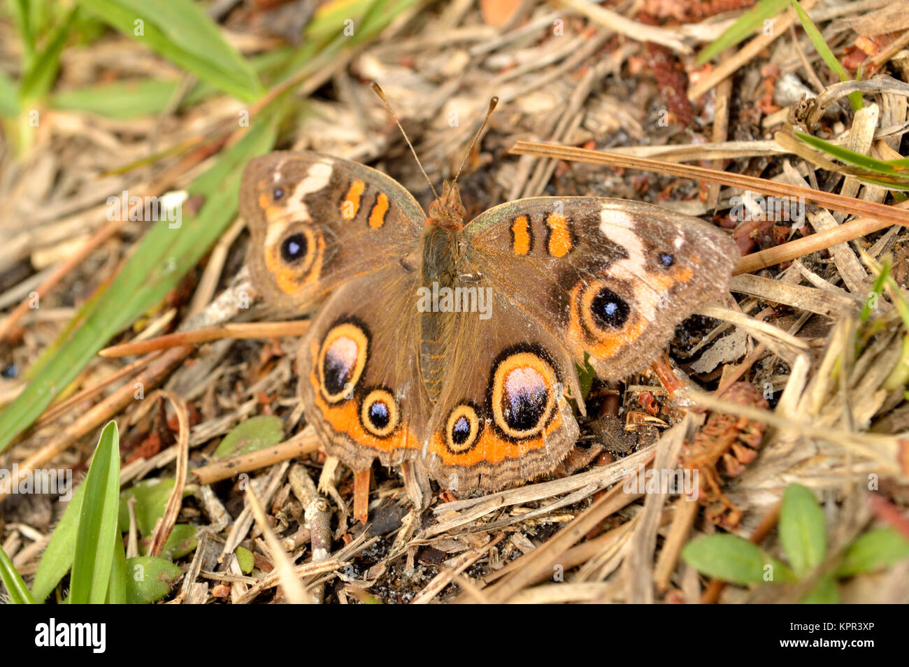 Eyespots hidden hi-res stock photography and images - Alamy
