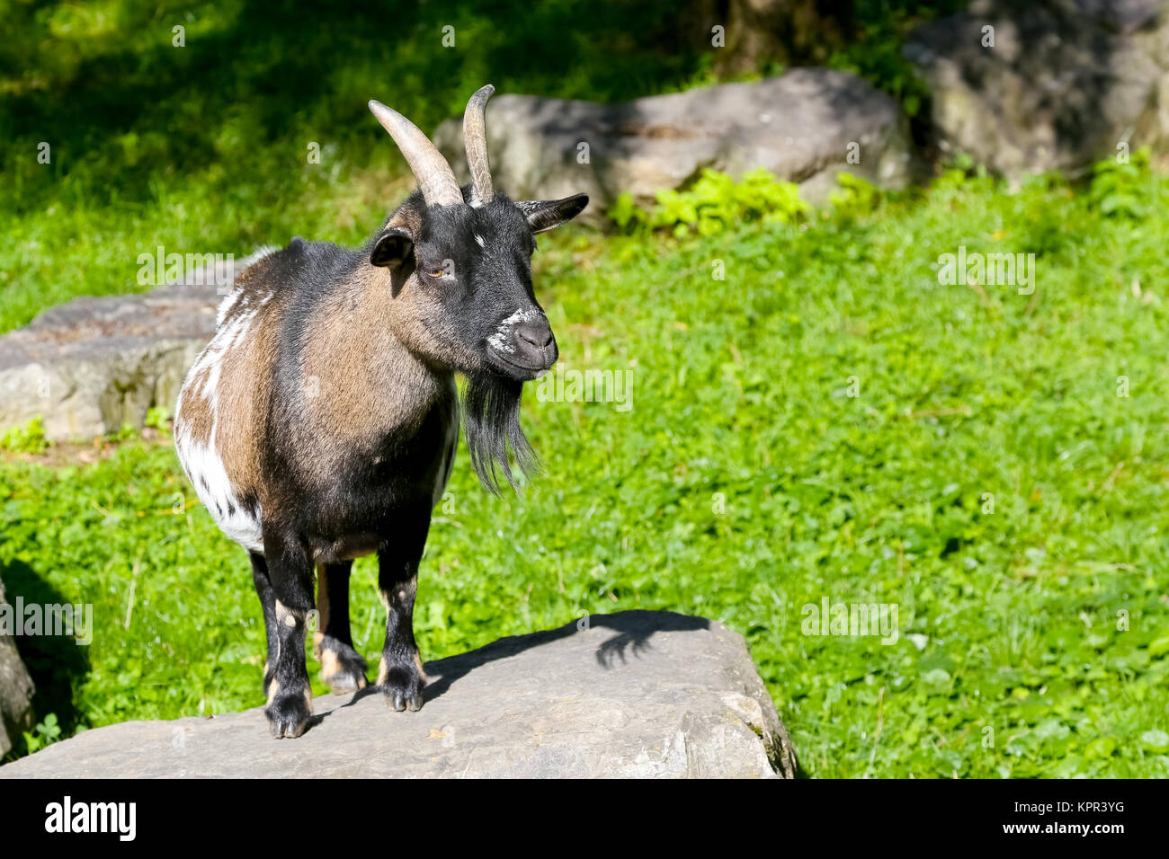 The goat stands on the stone and looks ahead Stock Photo - Alamy