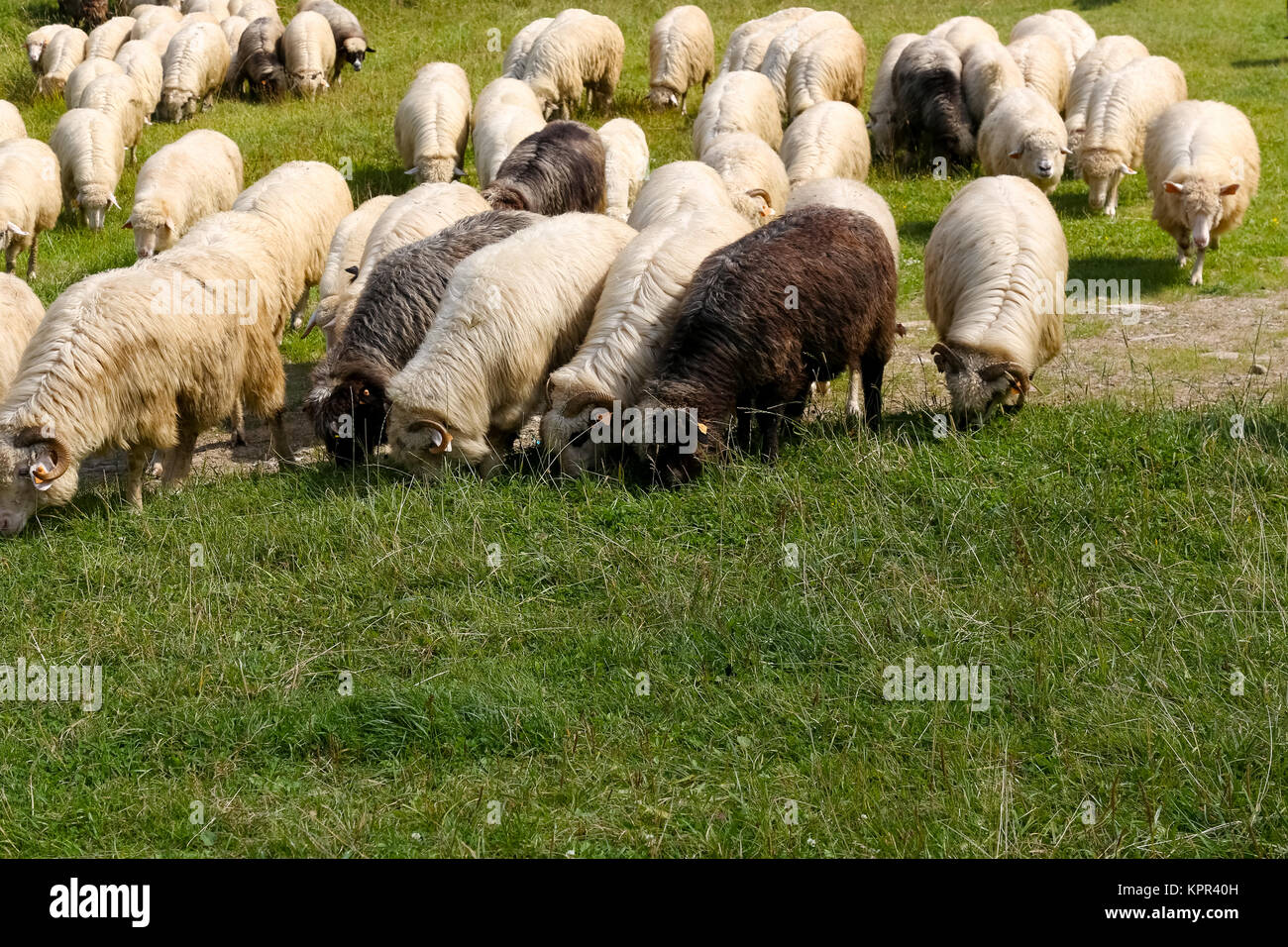 The sheep are fed on grass in the meadow and you can see such views ...